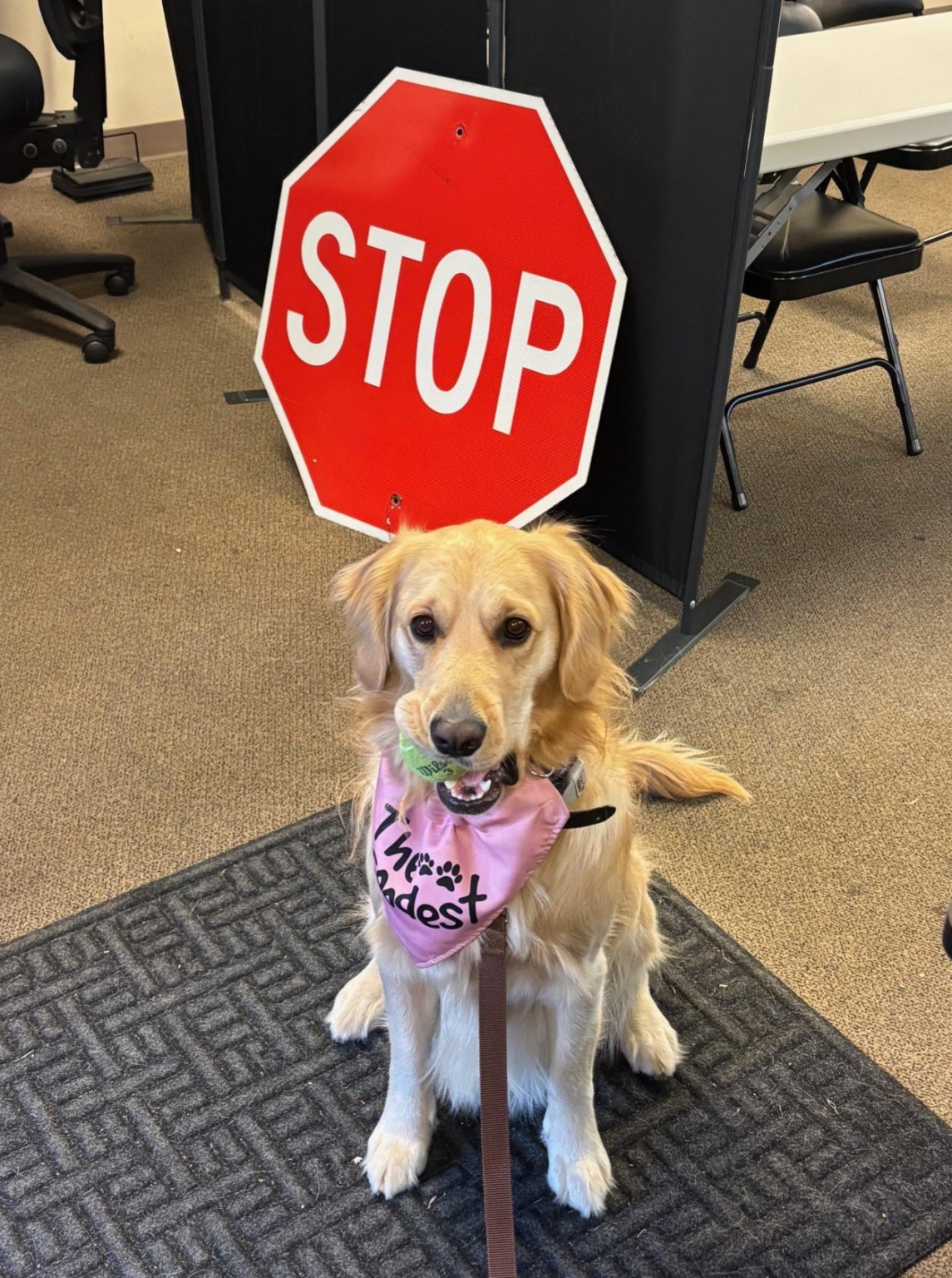 DSS – Students Next Steps, Written – Xcelerate Driving